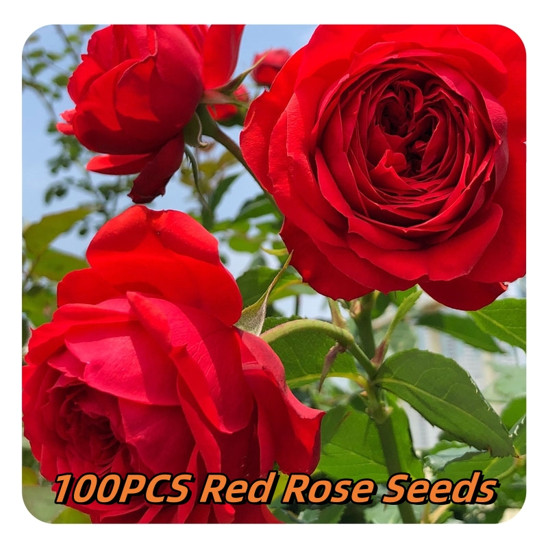 100PCS Red Rose Seeds for Planting Garden decoration Flower Balcony ...