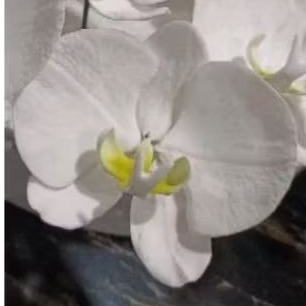 white moth orchid cake topper | Shopee Philippines