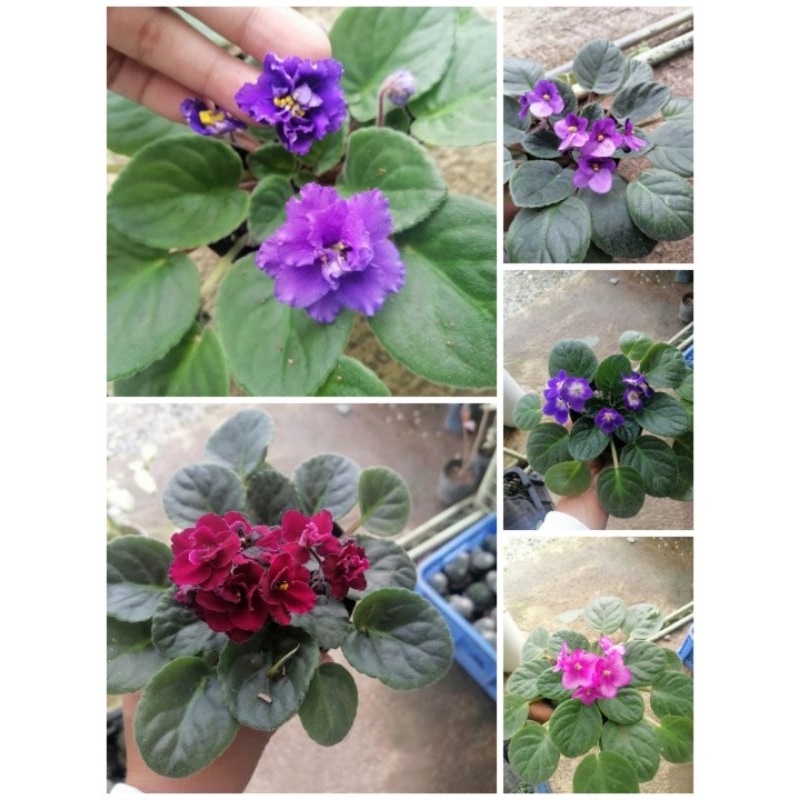 ( African Violet ) | Shopee Philippines