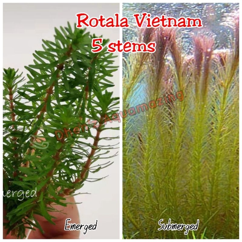 rotala vietnam 5 stems( emerged form) aquatic plant for aquarium ...