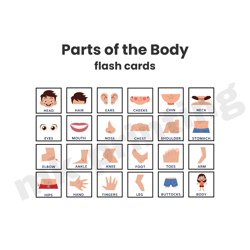 Parts of the Body Flash Cards Laminated Educational Flash Cards ...