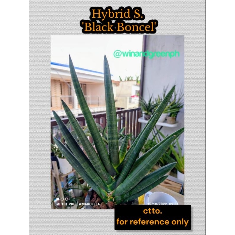 Sansevieria Hybrid 'Black Boncel' | Shopee Philippines