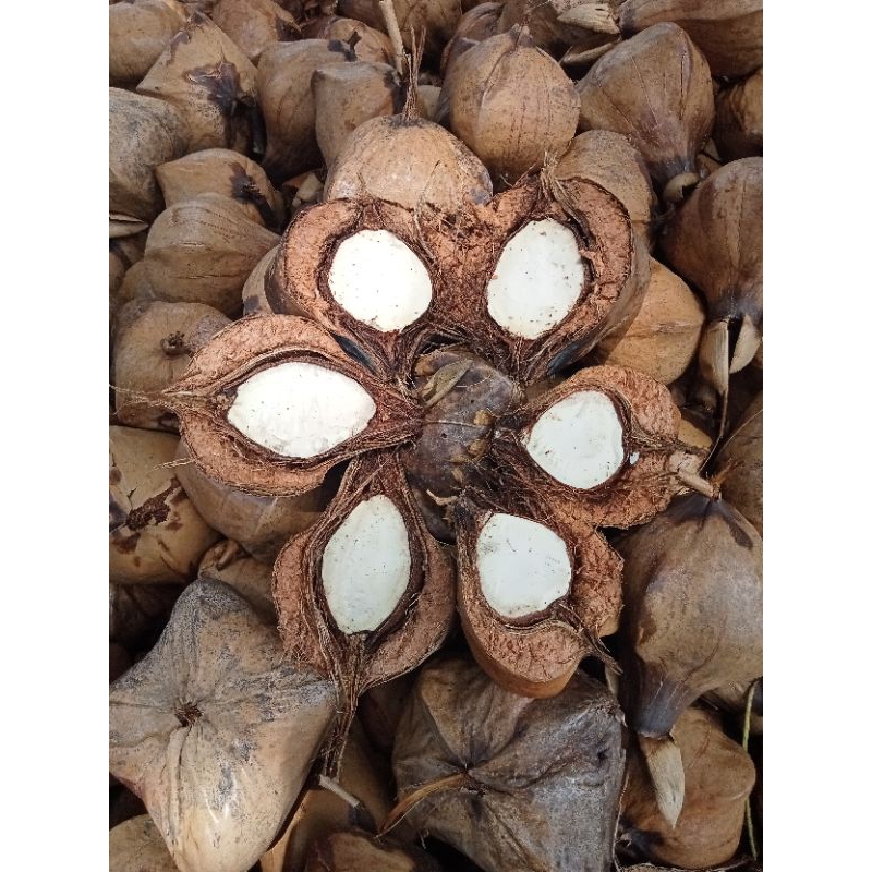 bitoon fruit old 1pc. gamot sa bukol. | Shopee Philippines