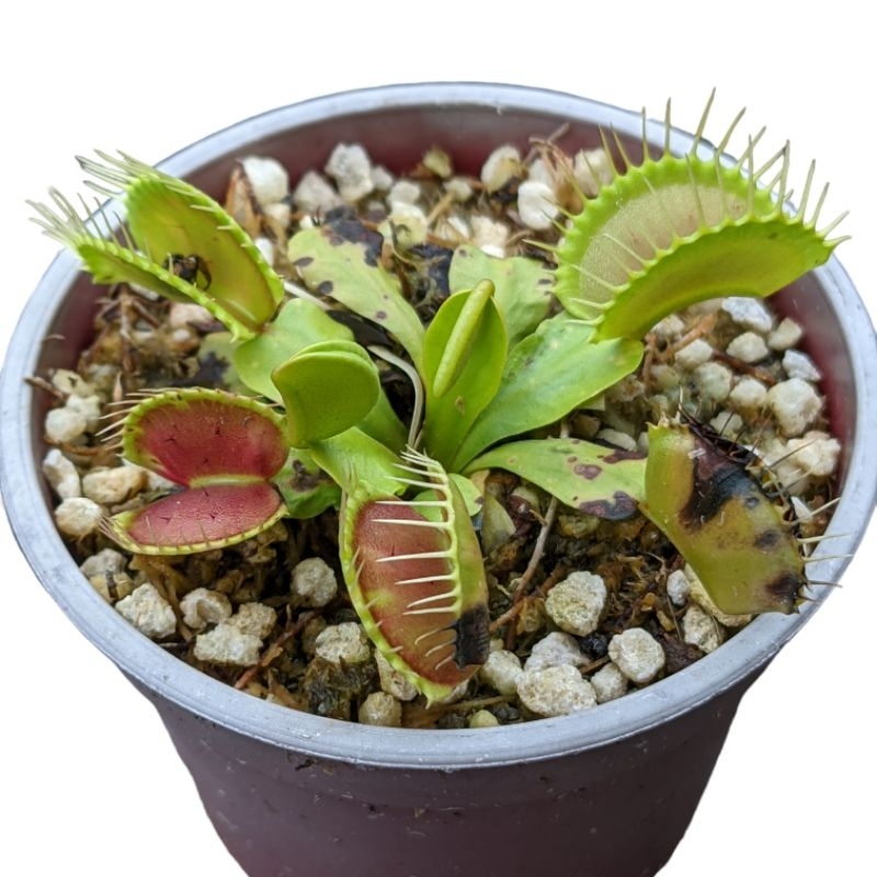 Venus Flytrap PRINCESS OF NEGROS/JT Gigante | Shopee Philippines