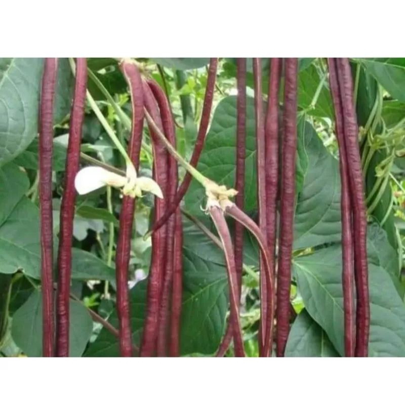 Red Sitao/Scarlet Sitao/Pole Sitao Seeds for Planting(8seeds per pack ...