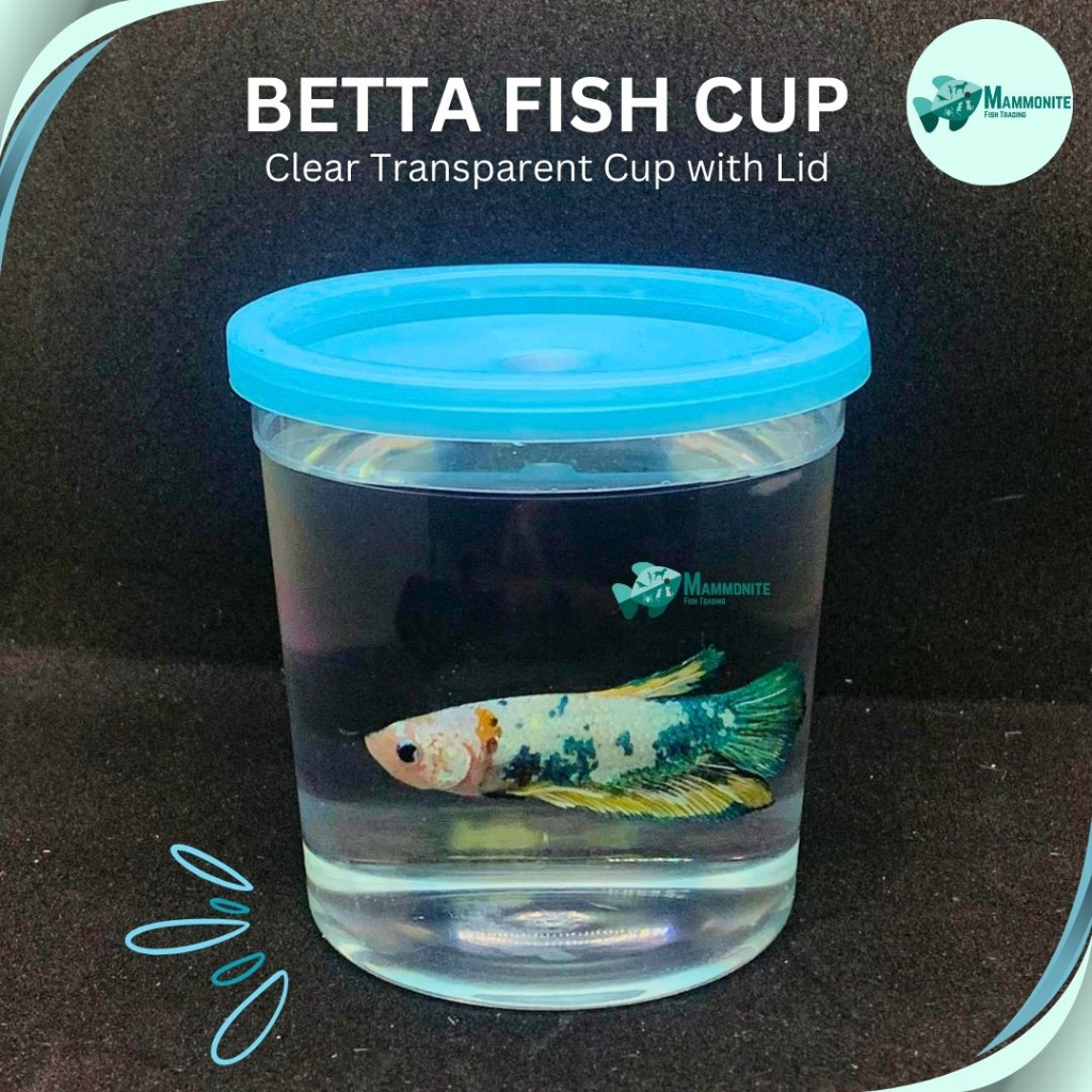 Fish Betta Cup Fighting Clear with Lid Transparent 1pc | Shopee Philippines