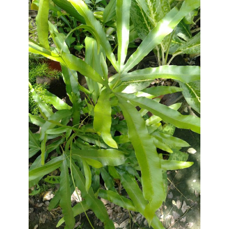 LYGODIUM CIRCINNATUM/NITO/CLIMBING FERN/LIVE PLANT(small -medium-big ...