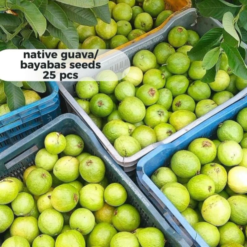 native guava/bayabas seeds (25 pcs) | Shopee Philippines