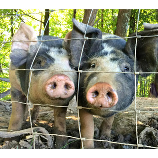 Galvanized Hog Wire Rolls Pig Farm Wire Cattle Wire Farm Wire 7/8/9/10 ...