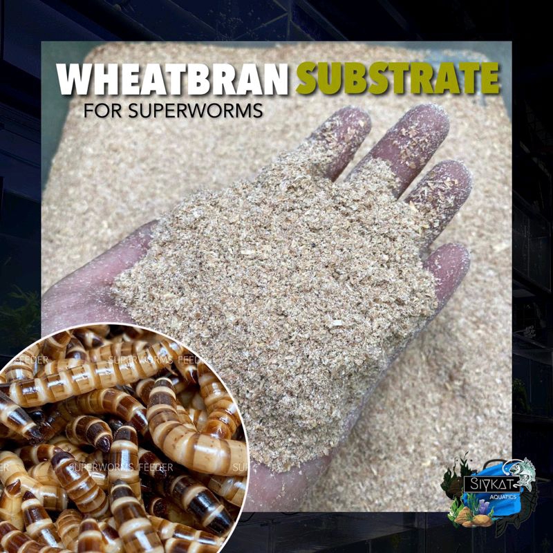 POLLARD BEDDINGS FOR SUPERWORMS (1kg) | Shopee Philippines