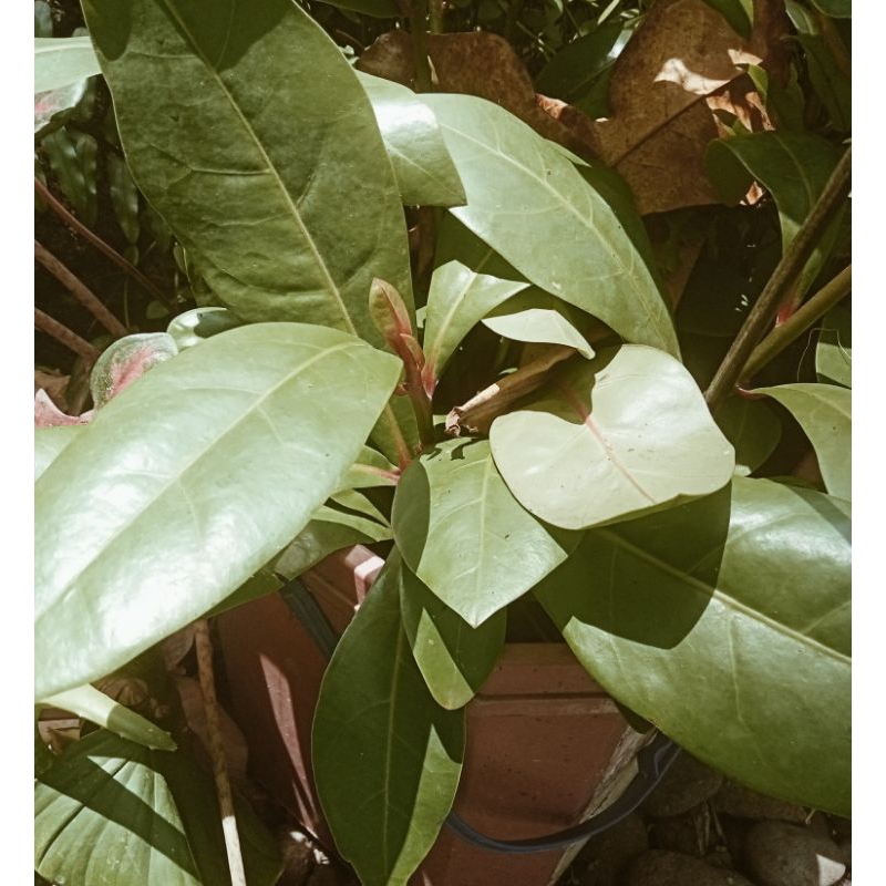 *bitoon plant (seedling 1 PC.) | Shopee Philippines