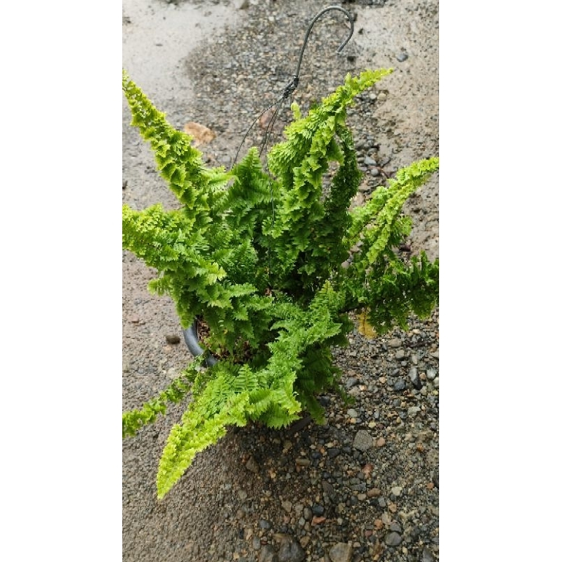 RUFFLE FEEN COLLECTION | Shopee Philippines