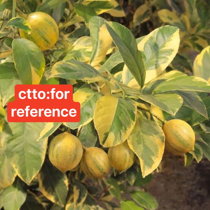 Variegated lemon small size | Shopee Philippines