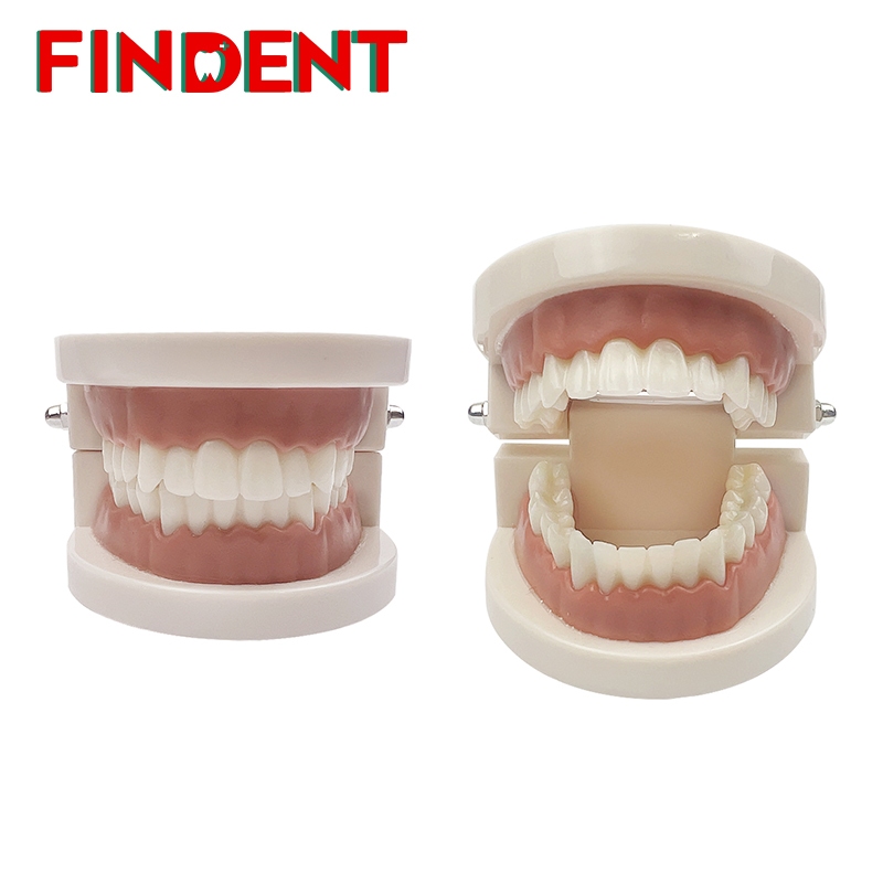 Dental Teeth Model Denture Mouth Model Demonstration for Kids Dental ...
