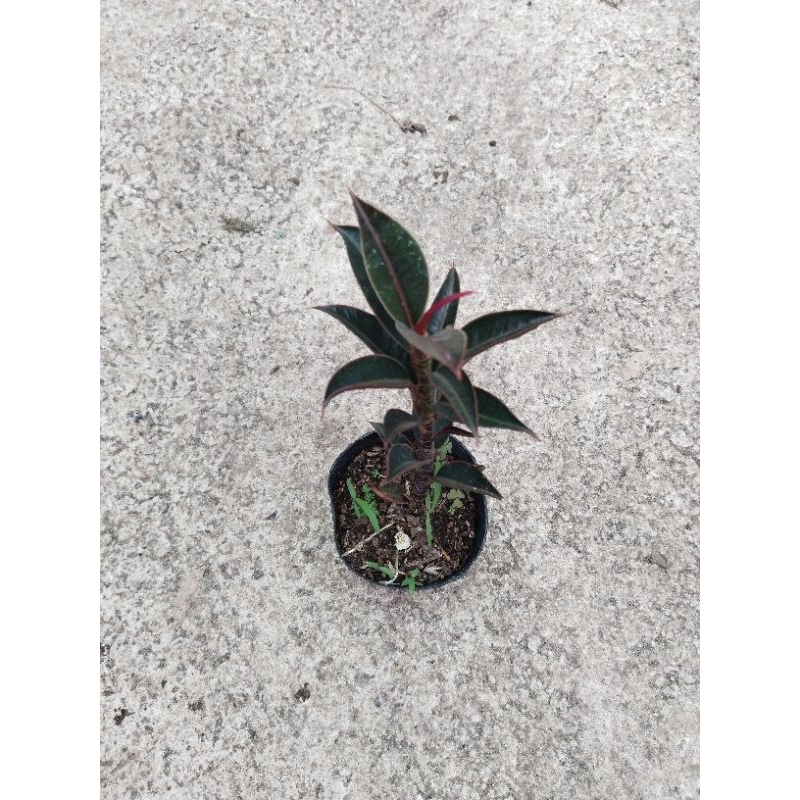 Ficus-Dwarf Burgandy Rubber Tree or Ficus Elastica | Shopee Philippines