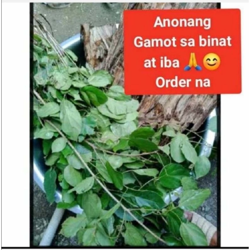 100pcs dahon with free tangkay Anonang leaves para s mga my Binat 50 ...