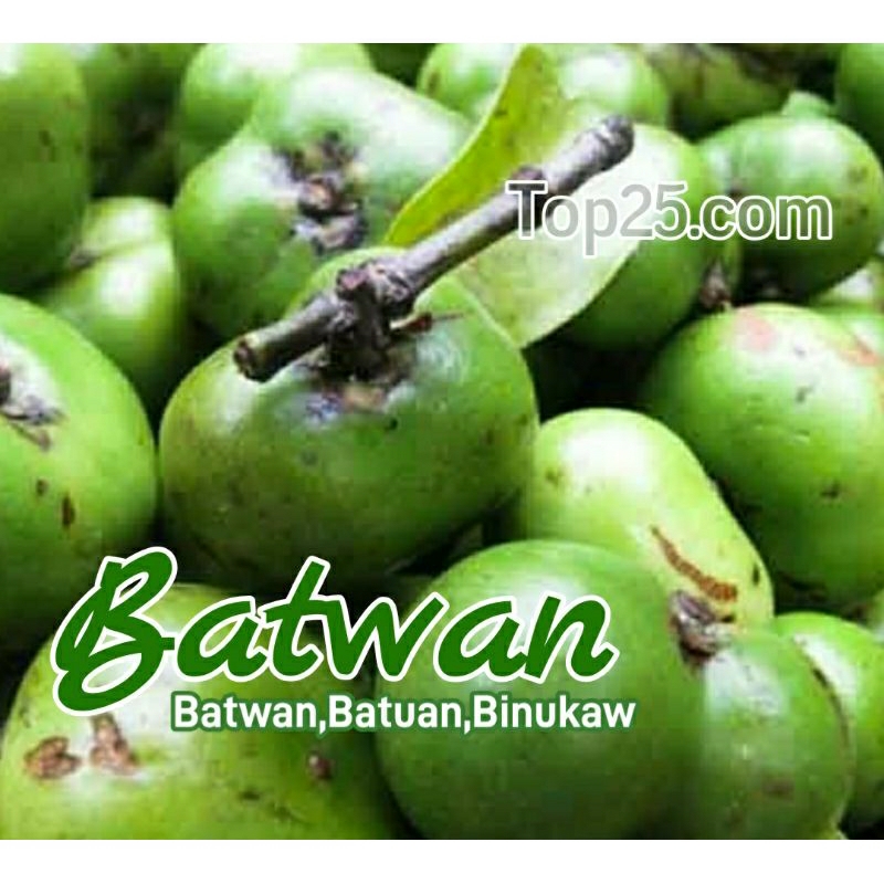 Batwan (Batwan,Batuan,Binukaw) pampaasim sa sinabawan. | Shopee Philippines