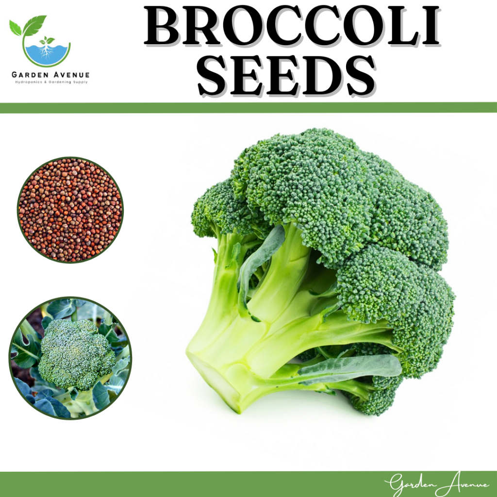 (SET 1) SULIT PACK! VEGETABLE SEEDS! (Pechay Sitaw Okra Talong Sili ...