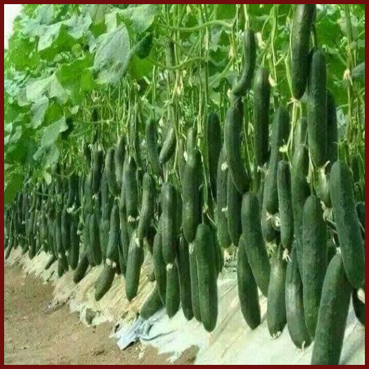 PIPINO SEED`S (CUCUMBER 76 POINTSETT) | Shopee Philippines