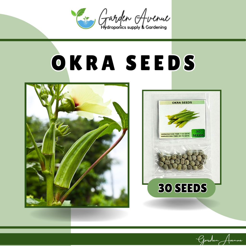 HYBRID OKRA SEEDS (30 SEEDS) - SMOOTH GREEN VARIETY/EASY TO GROW/MORE ...