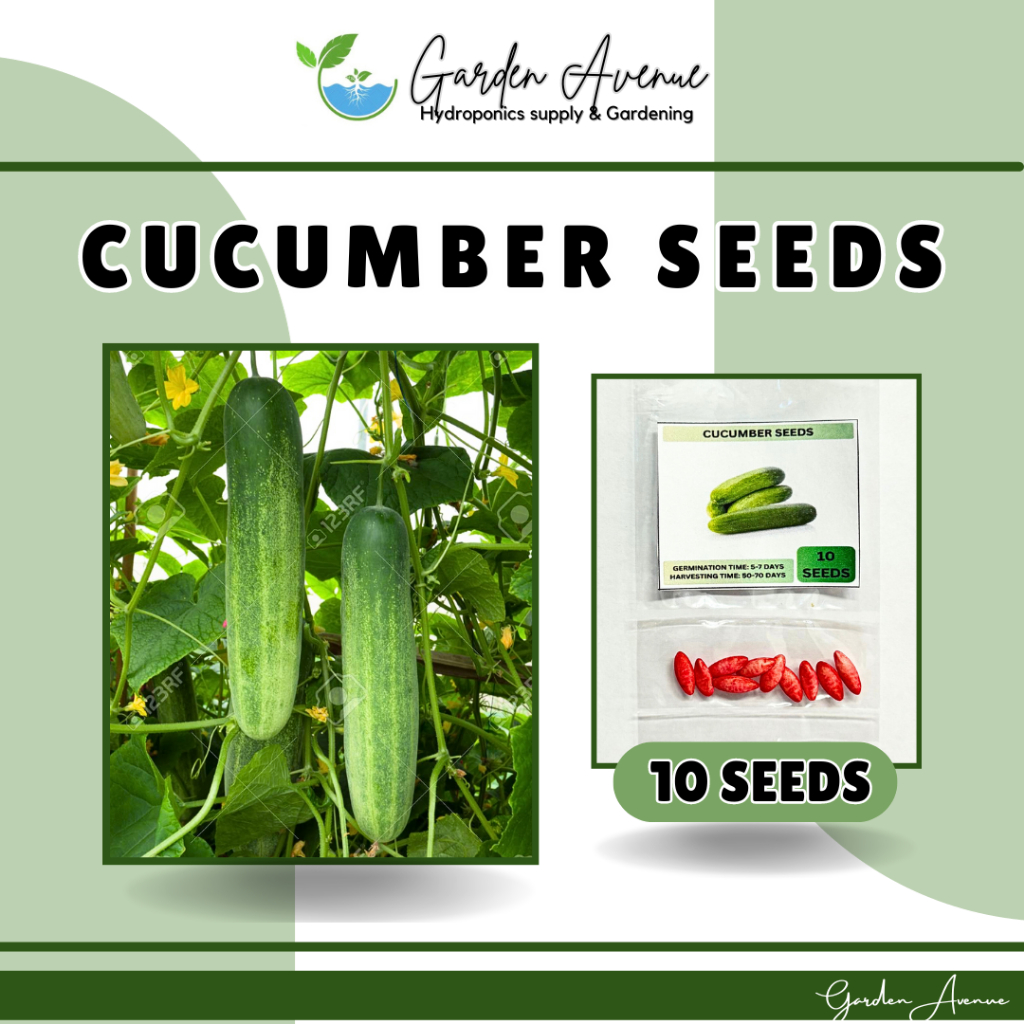 CUCUMBER SEEDS (10 SEEDS) HYBRID/EASY TO GROW/HIGH YIELDING | Shopee ...