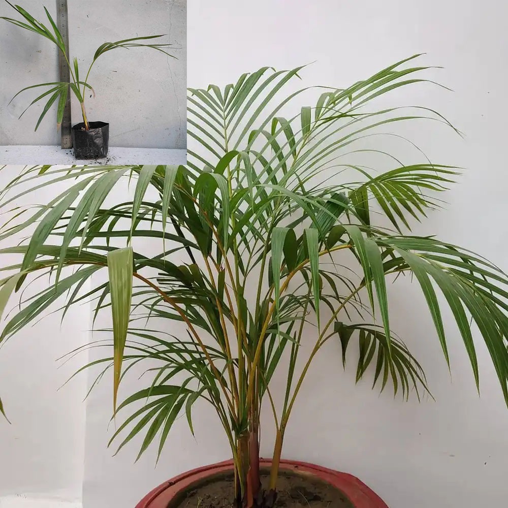 Dypsis lutescens Live Plant | Areca Palm | Yellow Palm | Golden Palm ...