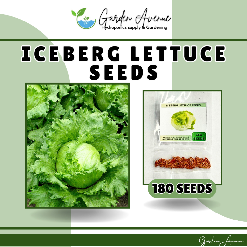 ICEBERG LETTUCE (180 SEEDS) - SUPER BALL VARIETY/HIGH YIELDING/HYBRID ...