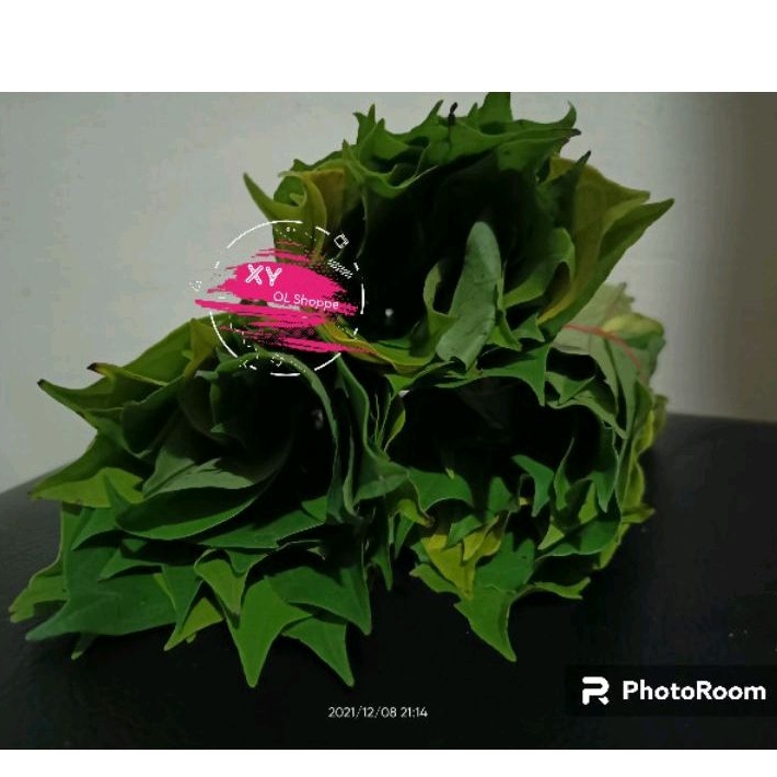 Baguio fresh ikmo gawed | Shopee Philippines