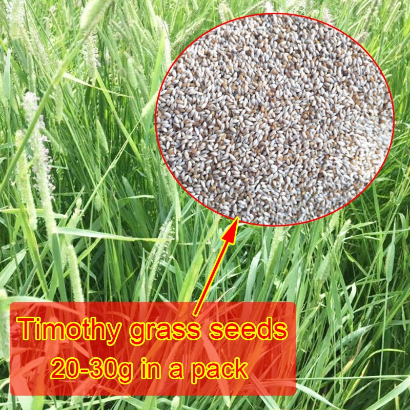 1/2/5Pack Timothy grass seeds Pet food planting seeds for Rabbit Totoro ...