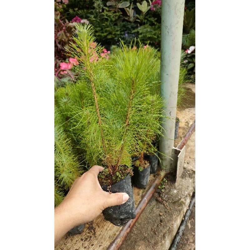 BENGUET PINE TREE SEEDLINGS | Shopee Philippines