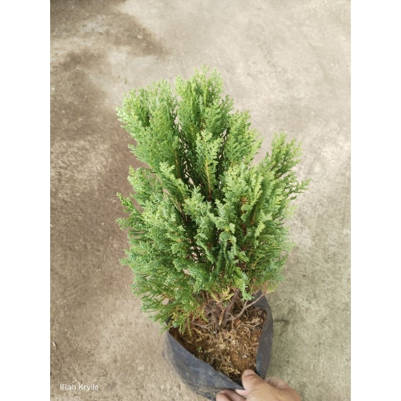 Cunifer Fan Cypress Tree (medium size) | Shopee Philippines