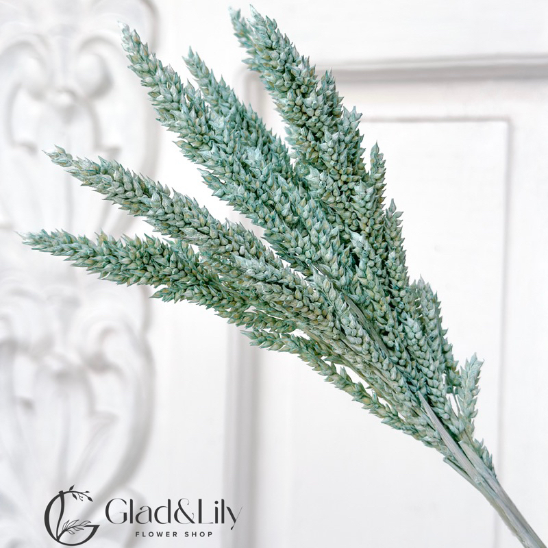 Dried Trigo Flowers (mini bundle / 6 stems) or assorted (tricolor ...