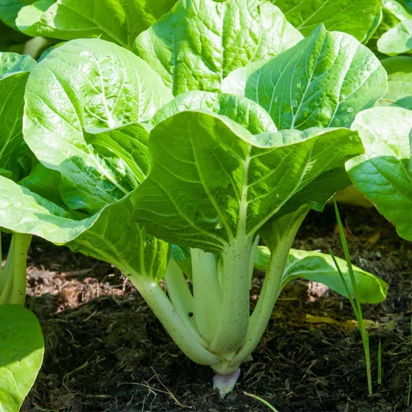 Petchay Seeds - Pavito Pechay Seeds Leafy Vegetable Seeds Pechay Seeds ...