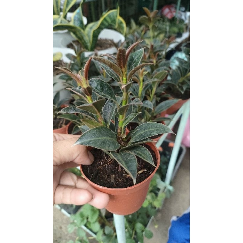 dwarf rubber tree collection | Shopee Philippines