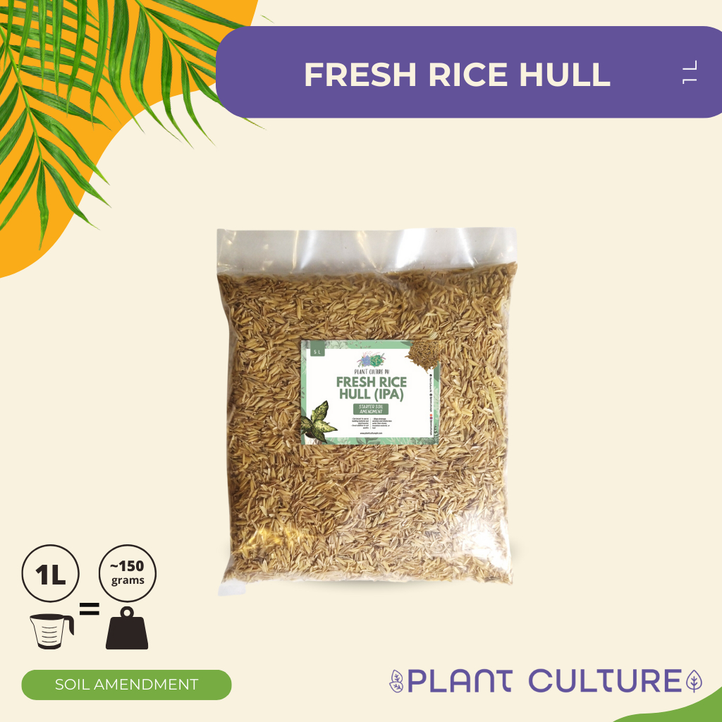Fresh Rice Hull (Ipa) 1Liter (150g Approx.) by Plant Culture PH ...