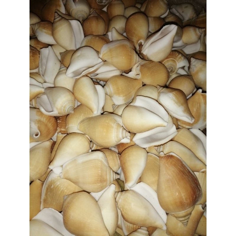 Real Seashell l Canarium l Decorations l 500g l 1kg | Shopee Philippines