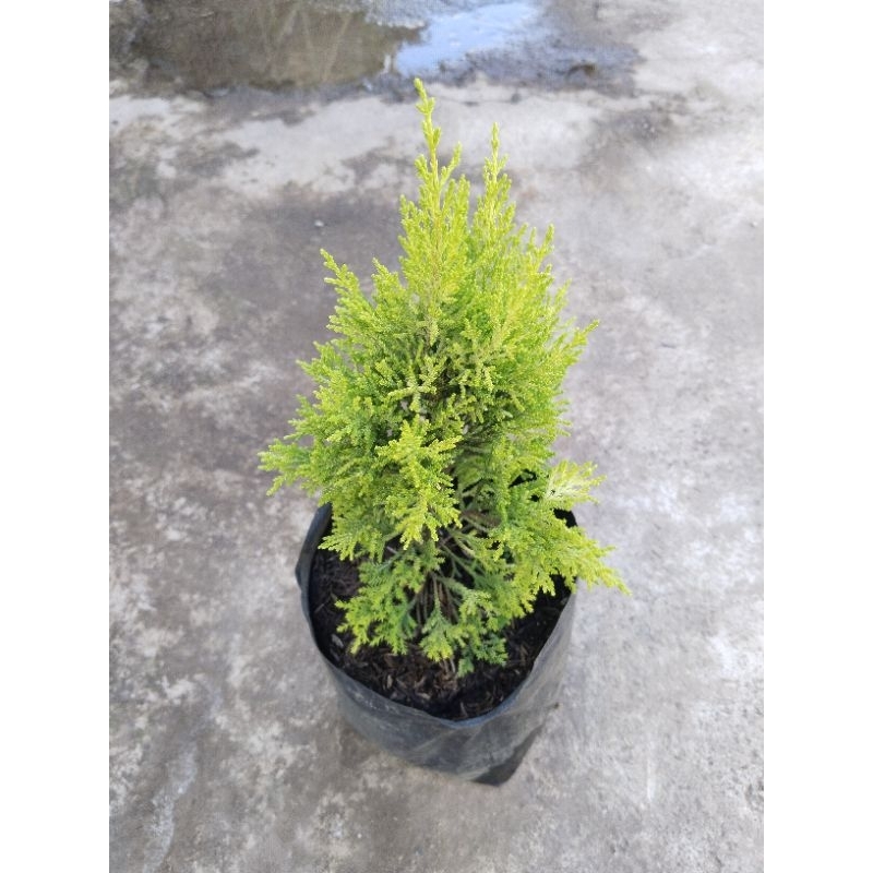 Cypress Lemon pine/lemon scent (air freshener) | Shopee Philippines