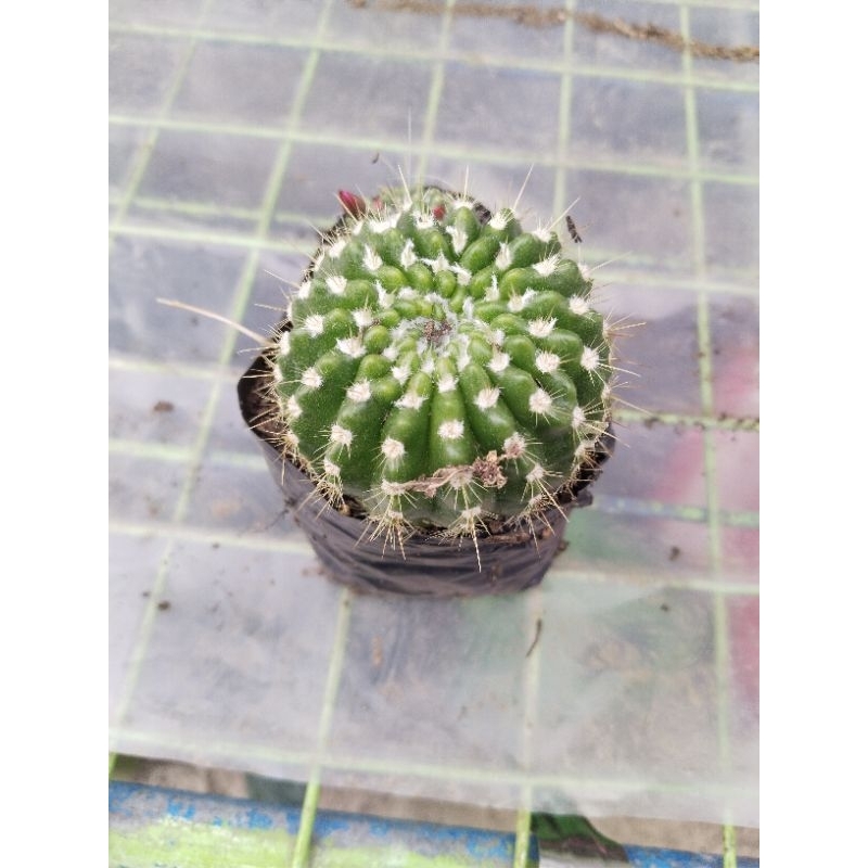 Donut cactus (regular size-2.5 pot size) | Shopee Philippines