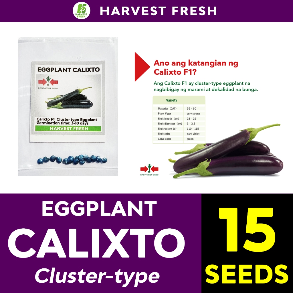 Eggplant Seeds Long Purple Talong Calixto F1 Warhawk Ilocano Bilog ...
