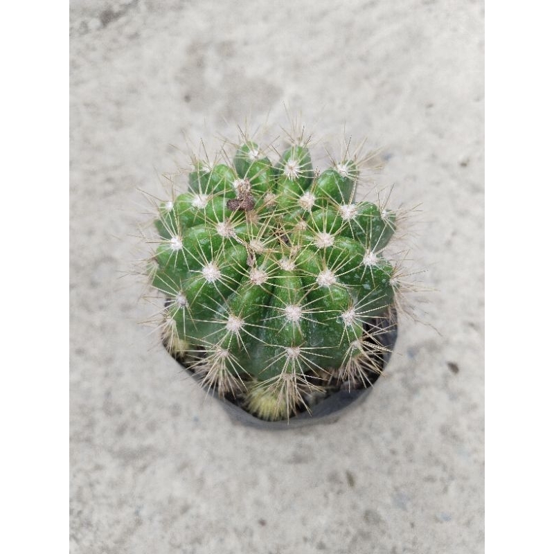 Echinopsis Tubeflora "Lemon cactus" (seedling) | Shopee Philippines