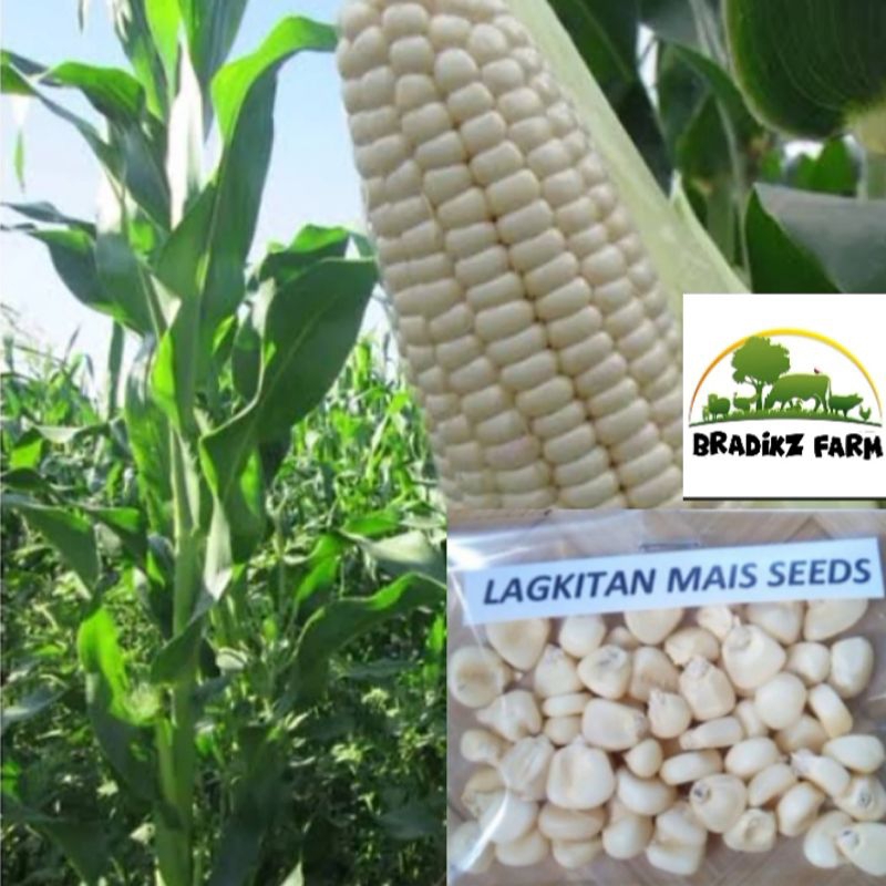 Mais/corn lagkitan seeds (20 seeds) | Shopee Philippines