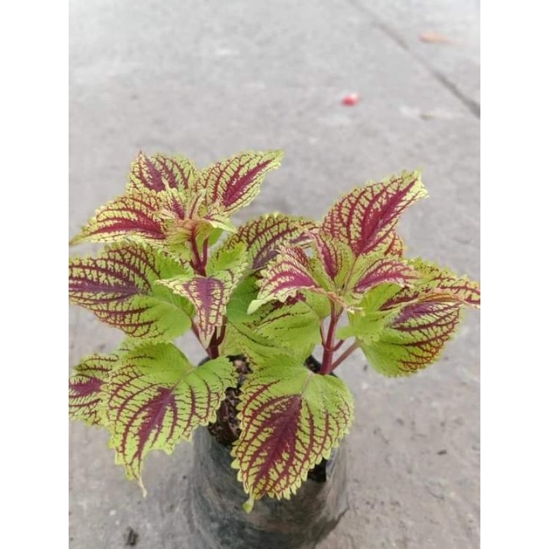 Mayana Plants ( Different Variation) | Shopee Philippines