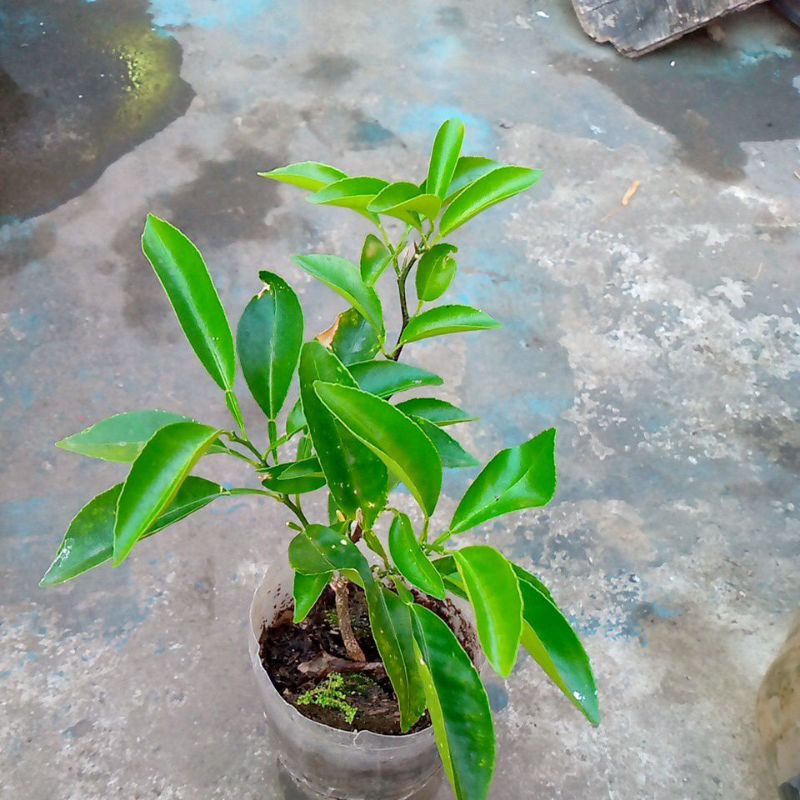 Ponkan (in a polybag). LUZON ONLY | Shopee Philippines