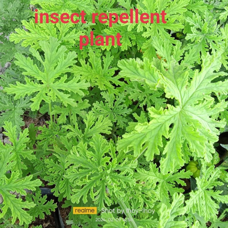 citronella malbarosa herb | Shopee Philippines