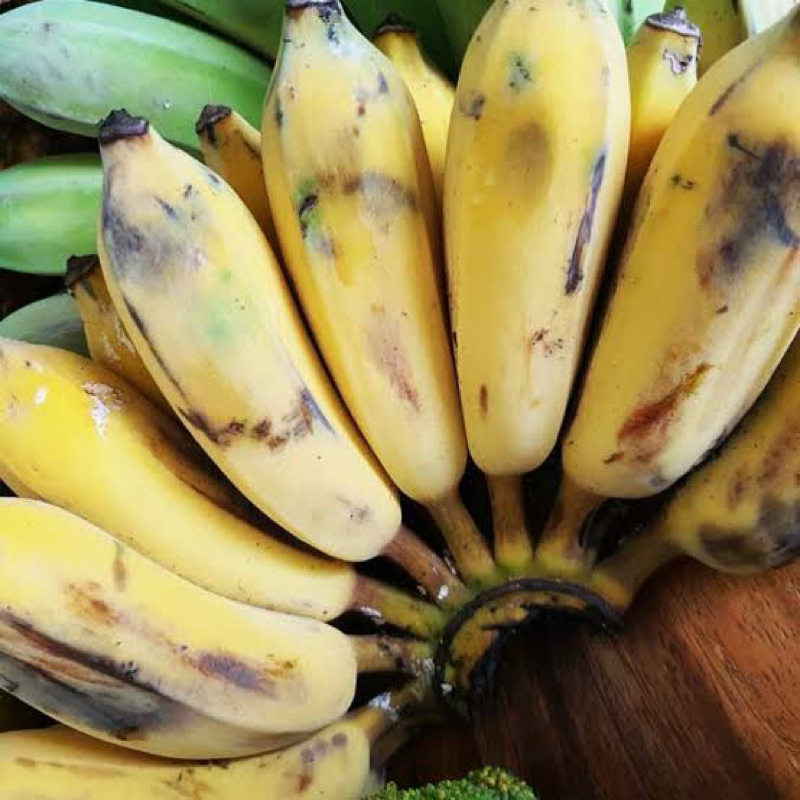Saging shoot(Bulkan Var) | Shopee Philippines