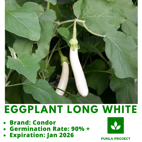 EGGPLANT LONG WHITE 15seeds repacked seeds | Shopee Philippines