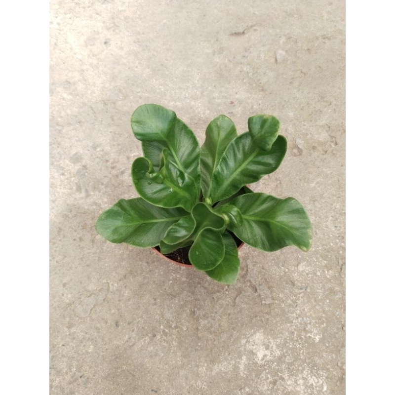 Cobra Fern (Asplenium Nidus) Hard Pot | Shopee Philippines
