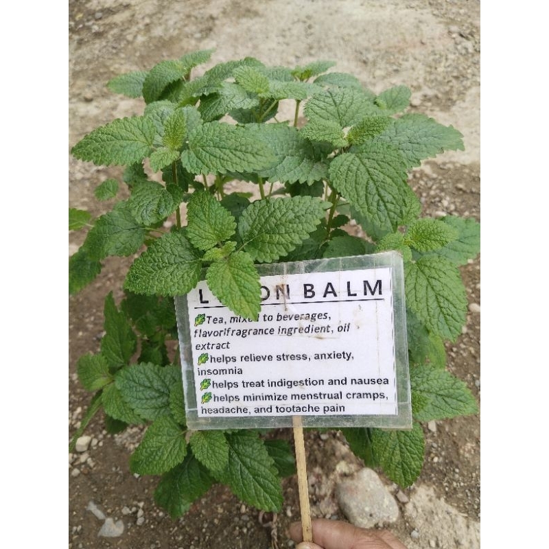 Lemon Balm Herbs (Luzon only) (backyard garden) | Shopee Philippines