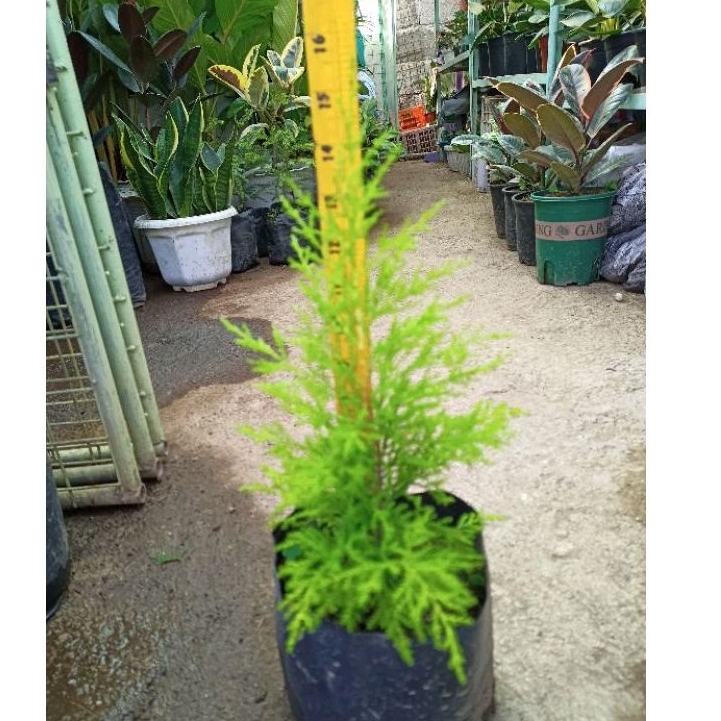 lemon pine/lemon scent/insect repelant tree(smallsize) | Shopee Philippines