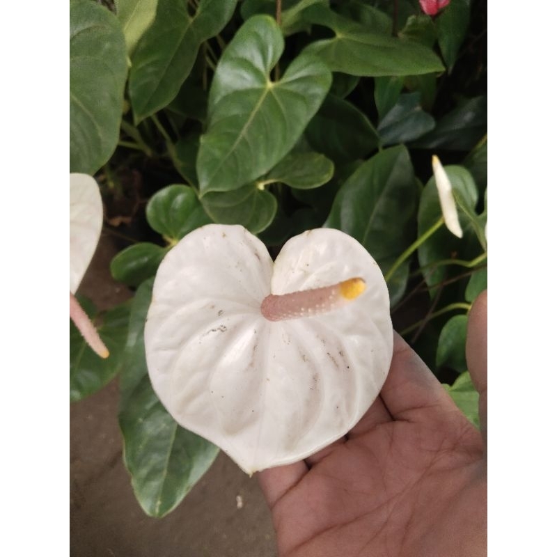 acropolis anthurium (garden decor) | Shopee Philippines